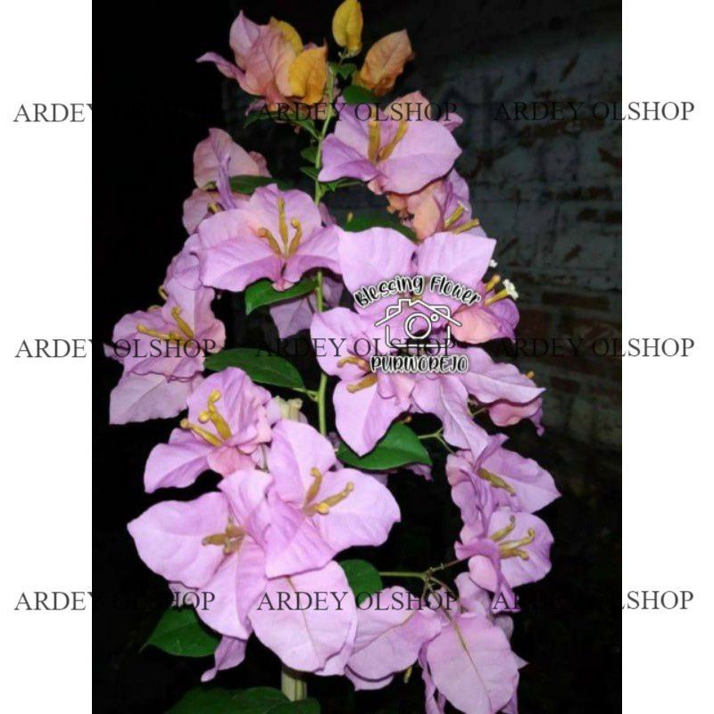 Jual TANAMAN HIAS BUGENVIL BUNGA KERTAS//JINGGA | Shopee Indonesia