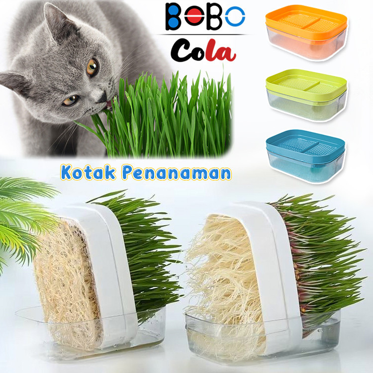 Jual Rumput Kucing Tanpa Tanah Cat Grass Pot WheatGrass Benih Gandum ...