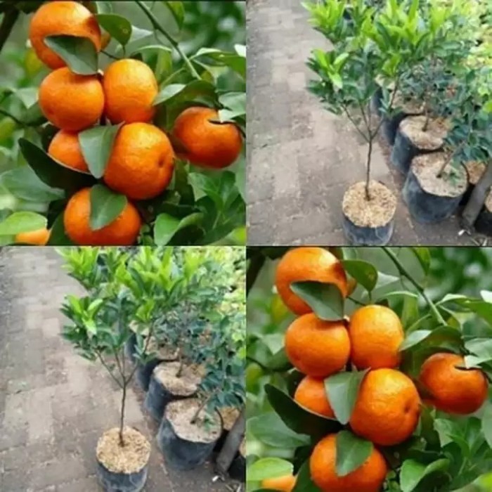 Jual BIBIT TANAMAN BUAH JERUK SANTANG MADU BERBUAH TINGGI 1METER UNGGUL ...