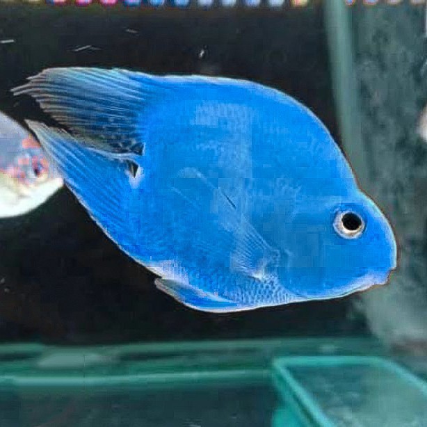 Jual Blue Parrot Fish No Tail / Parrot Biru Half Tail / Ikan Hias ...