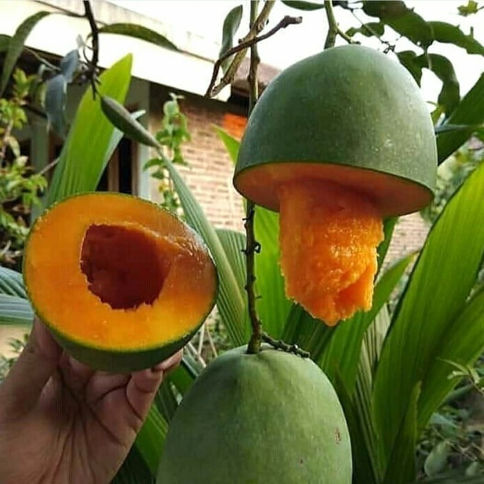 Jual bibit mangga alpukat super unggul | Shopee Indonesia