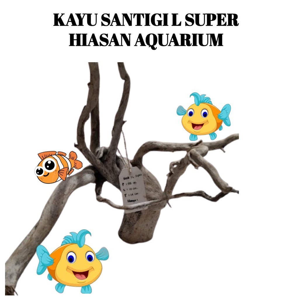 Jual Kayu Akar Santigi Stigi Laut Ukuran L Spesial Aquascape Hiasan ...