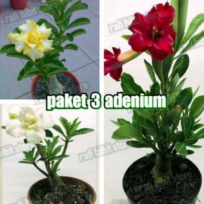 Jual 44521 PAKET 3 ADENIUM KAMBOJA BUNGA TUMPUK-BUNGA ADENIUM TUMPUK ...