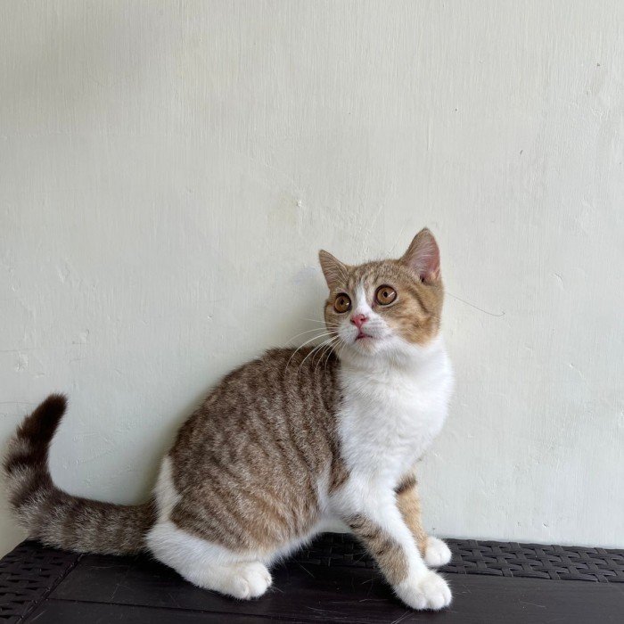 Jual kucing british shorthair bsh non ped bicolor jantan male | Shopee ...