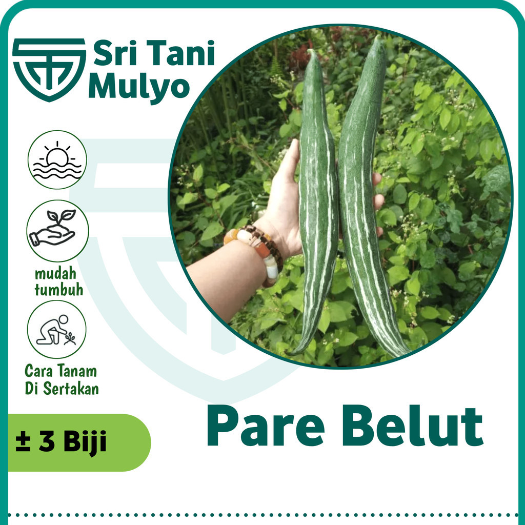 Jual 3 Biji Benih Pare BELUT Paria Panjang - Bibit Tanaman Sayur ...
