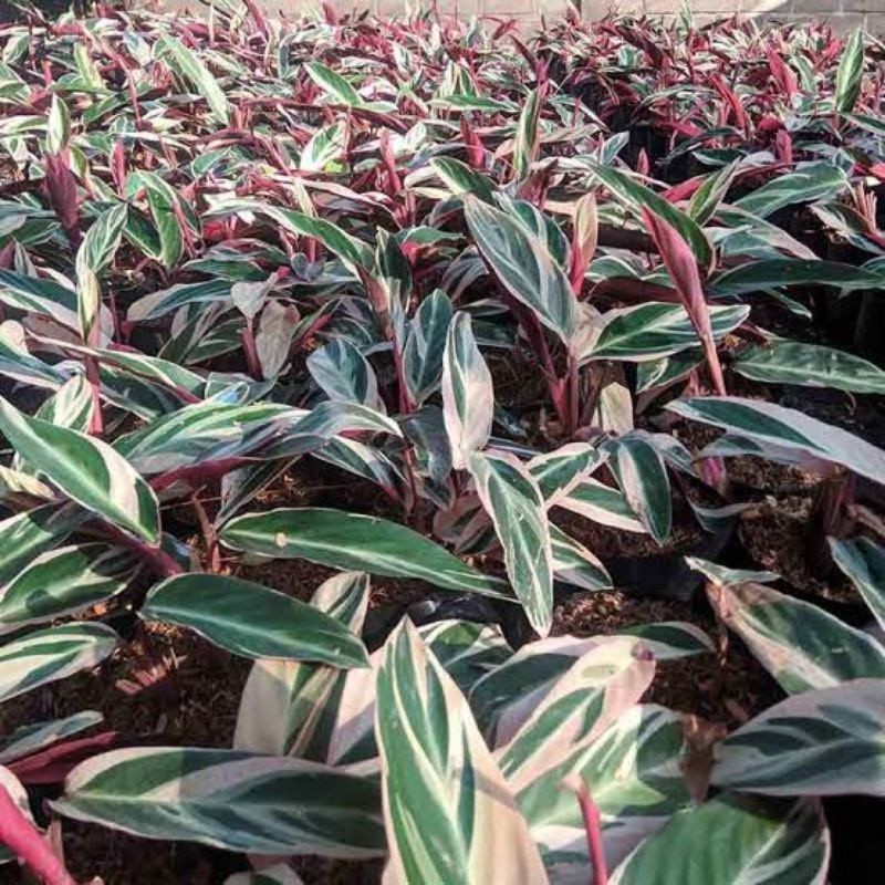 Jual Calathea Marantha Bali tricolor | Shopee Indonesia