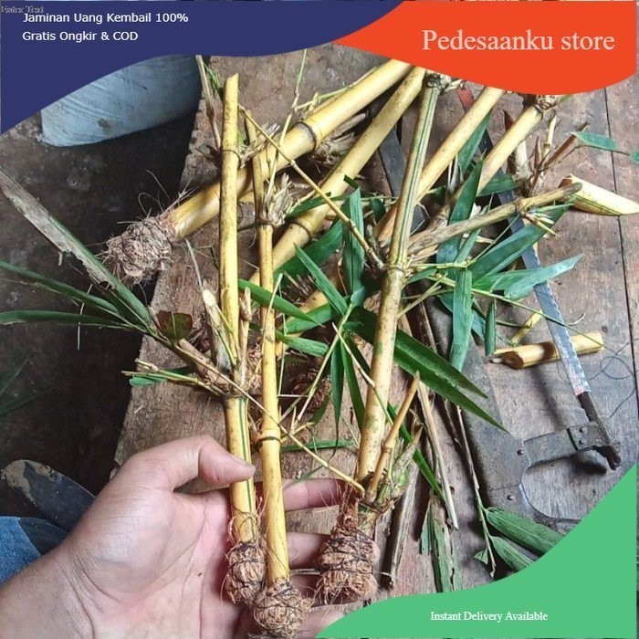 Jual Bibit BAMBU KUNING mini super pasti tumbuh | Shopee Indonesia