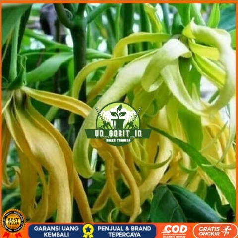 Jual Tanaman Hias bunga Kenanga / Pohon Kenanga asli Bibit Tanaman Super Unggul UD GOBIT ID ...
