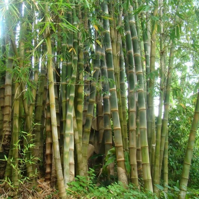 Jual Bibit tanaman bambu petung/betung-bambu raksasa/bambu rebung ...