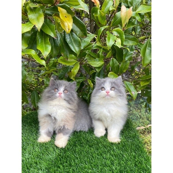 Jual KUCING PERSIA KITTEN PERSIA KUCING PERSIA FLATNOSE ANAK KUCING ...