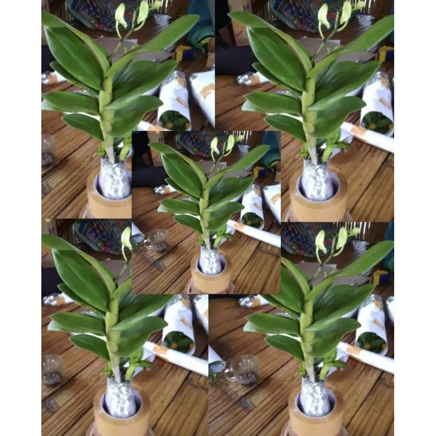 Jual Promo paket 3 anggrek mini | Shopee Indonesia