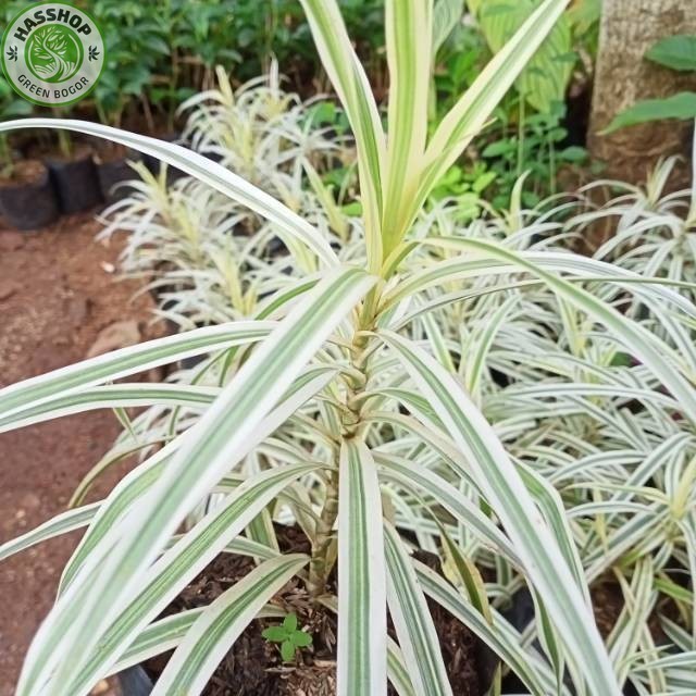 Jual Tanaman hias Suji Belut putih-pohon hias cantik Termurah | Shopee Indonesia