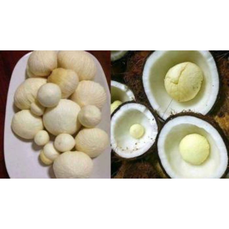Jual Kentos Kelapa Cangkangan 1 Butir | Shopee Indonesia