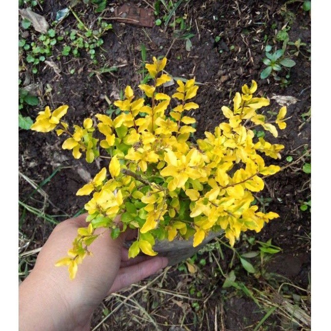 Jual >( BISA COD ) Tanaman Hias Legistrum Kuning Bahan Bonsai / Tanaman ...