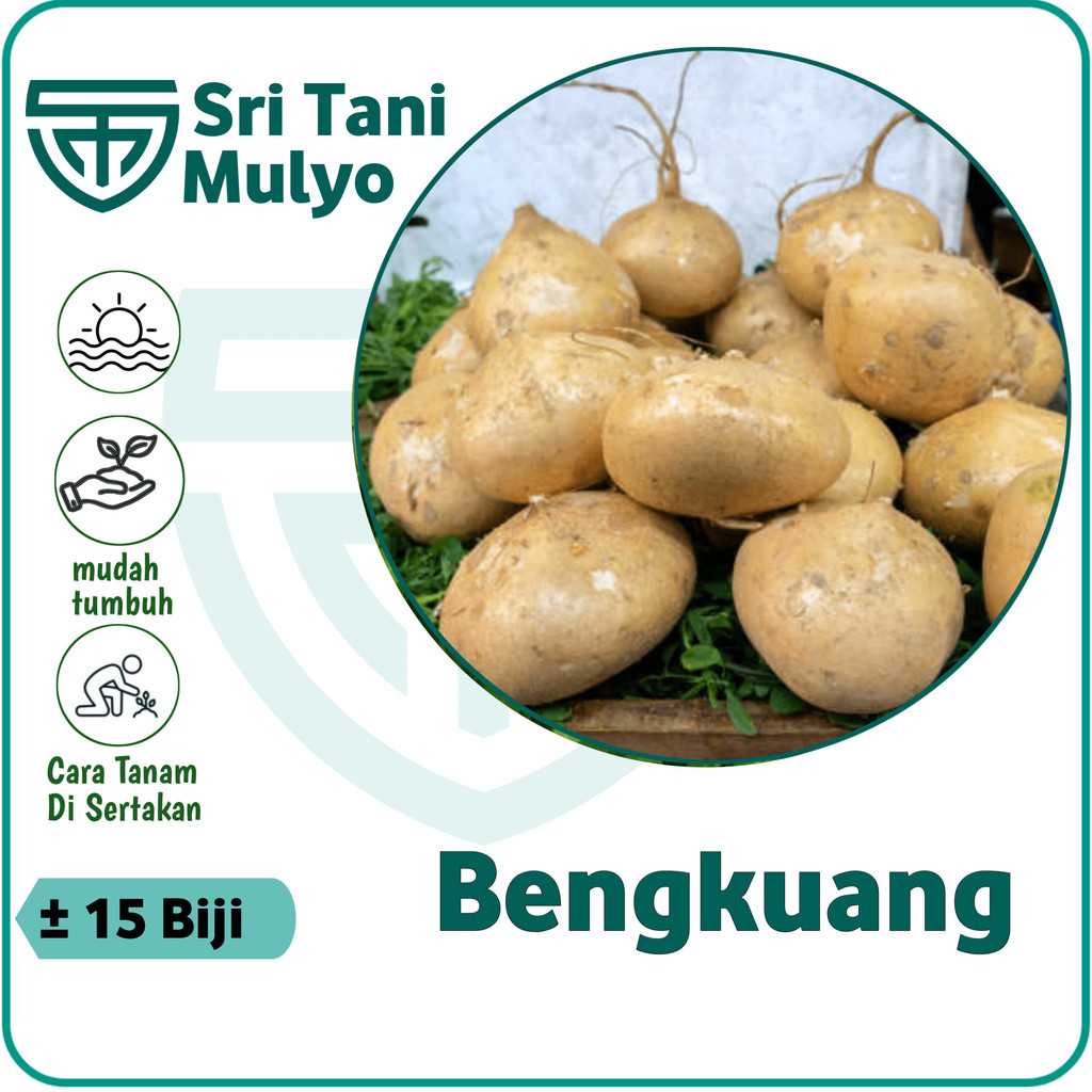 Jual 15 Biji - Benih Bengkuang JICAMBA B1 - Bibit buah Buahan Bengkuang ...