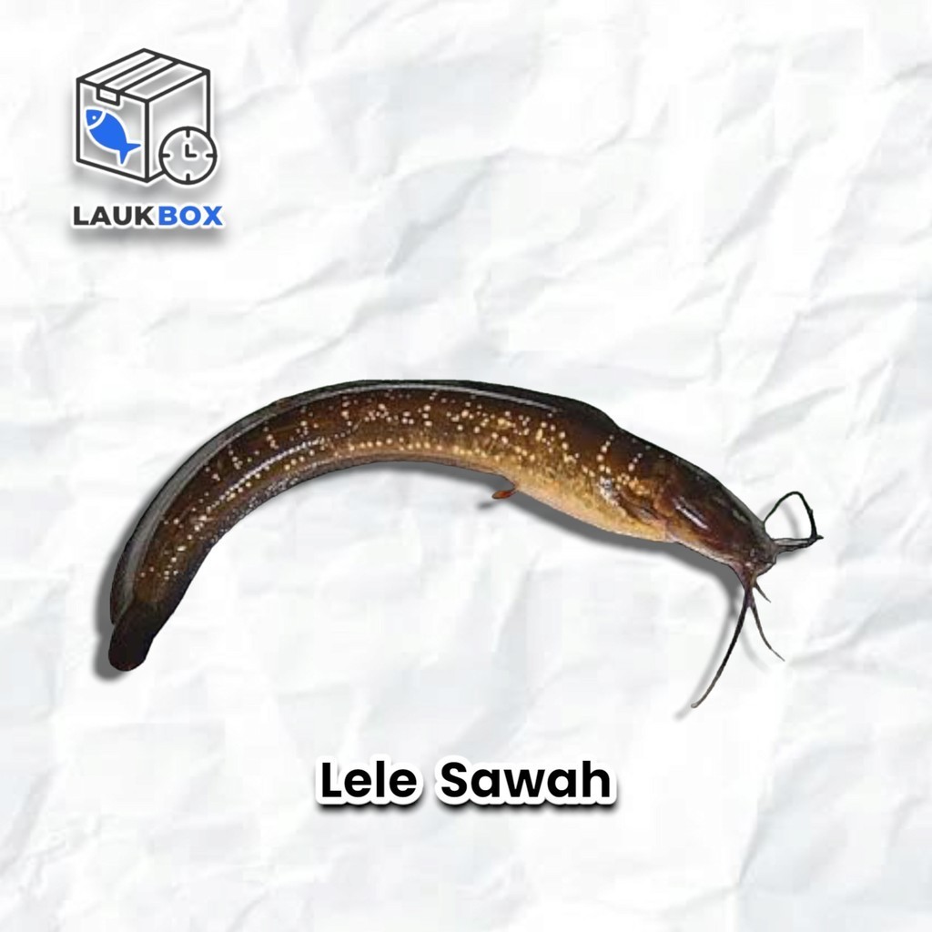 Jual Ikan Lele Sawah / Ikan Lele Limbat | Shopee Indonesia