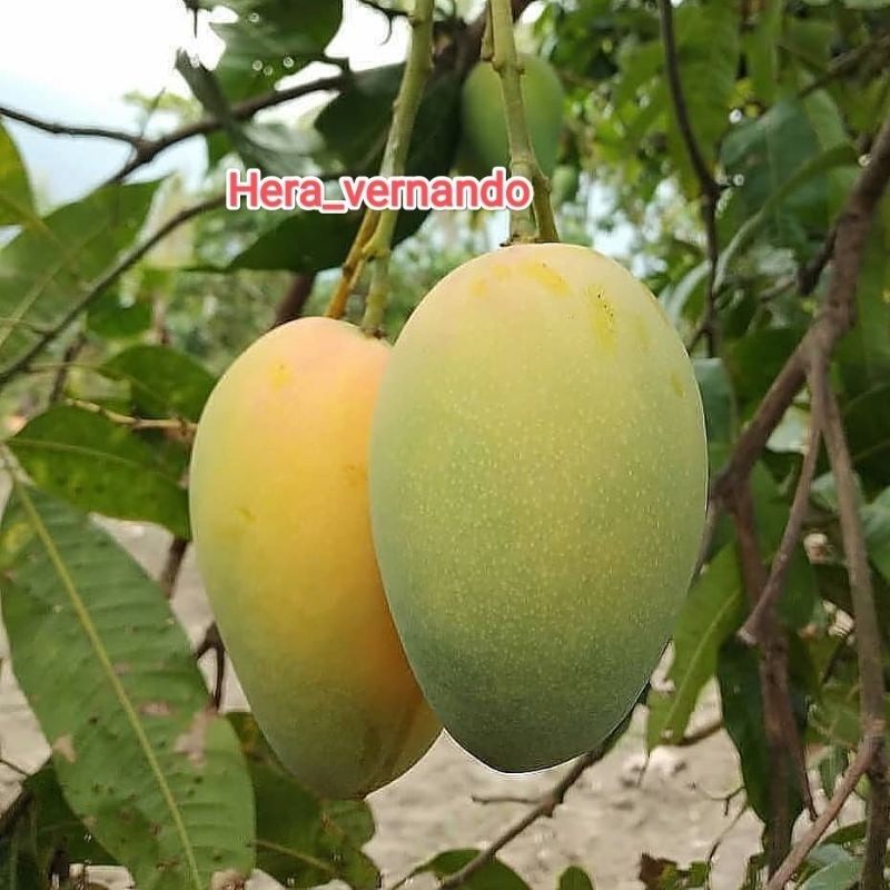 Jual Bibit Mangga Madu 1 meter Super Okulasi Ukuran Besar | Shopee ...