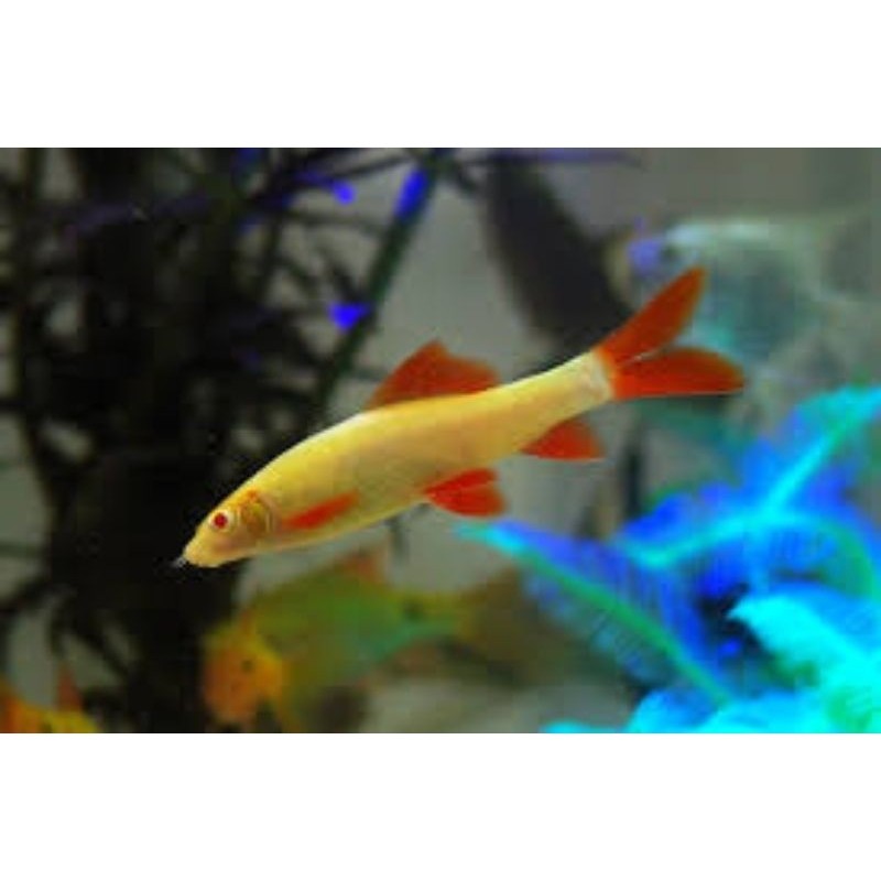 Jual Ikan Pemakan Lumut/Redfin Albino | Shopee Indonesia
