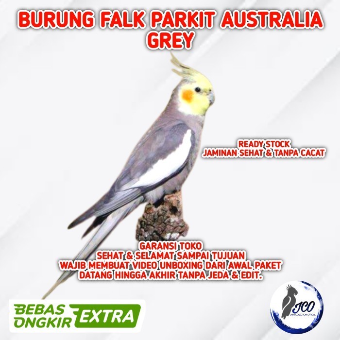 Jual BURUNG FALK PARKIT AUSTRALIA GREY BURUNG PARKIT AUSTRALIA FALK GREY | Shopee Indonesia