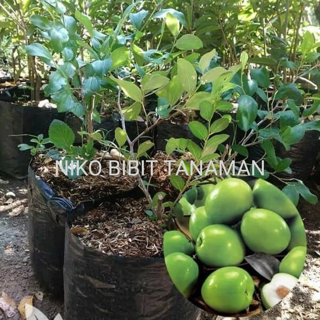 Jual BIBIT APEL FUTSA |BIDARA INDIA OKULASI CEPAT BERBUAH (BISA DI ...
