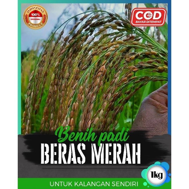 Jual benih padi beras merah 1kg | Shopee Indonesia