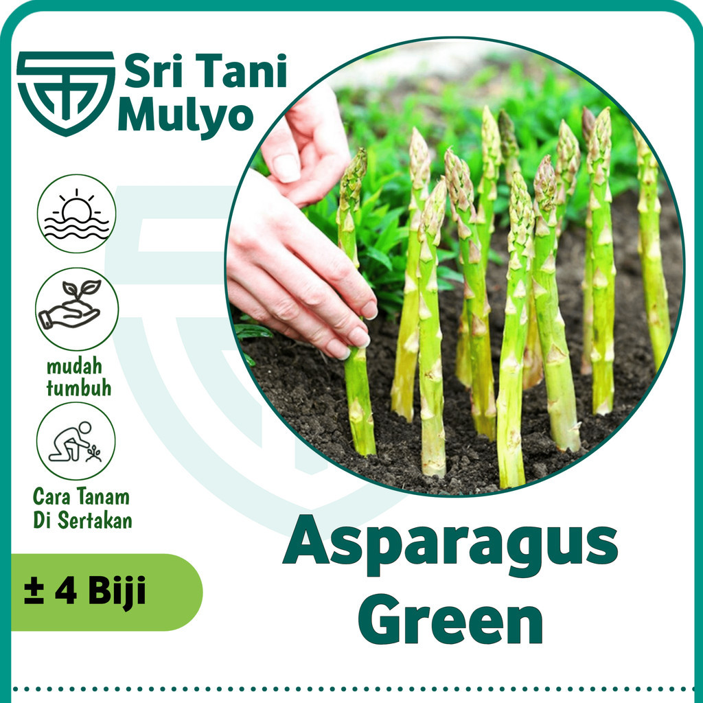 Jual 4 Biji - Benih Asparagus Green UC800 Hibrida - Bibit Tanaman Sayur ...
