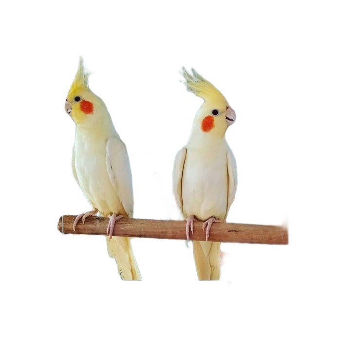 Jual Burung | Burung Cockatiel Falk Parkit Australia Kuning Lutino ...