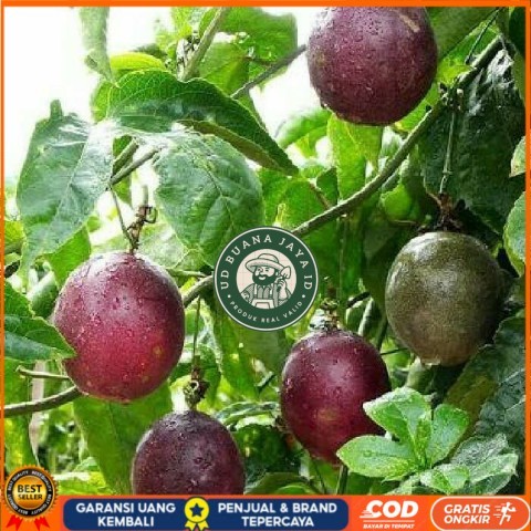 Jual Bibit Tanaman Buah Markisa Ungu, Pohon Markisa Ungu, Tinggi 50cm UP Bibit Tanaman Super ...
