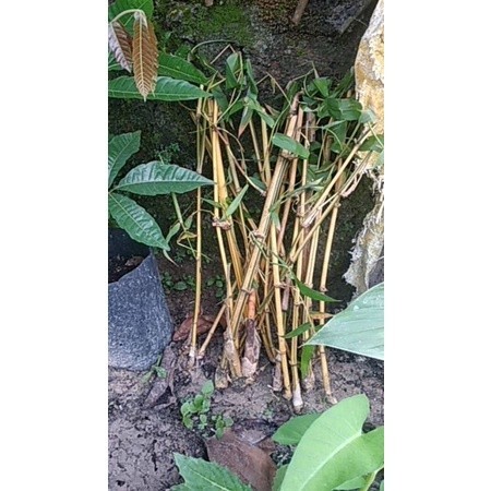Jual Stek Bambu Kuning Per 1 Batang panjang 30cm BANDAR AWI | Shopee ...