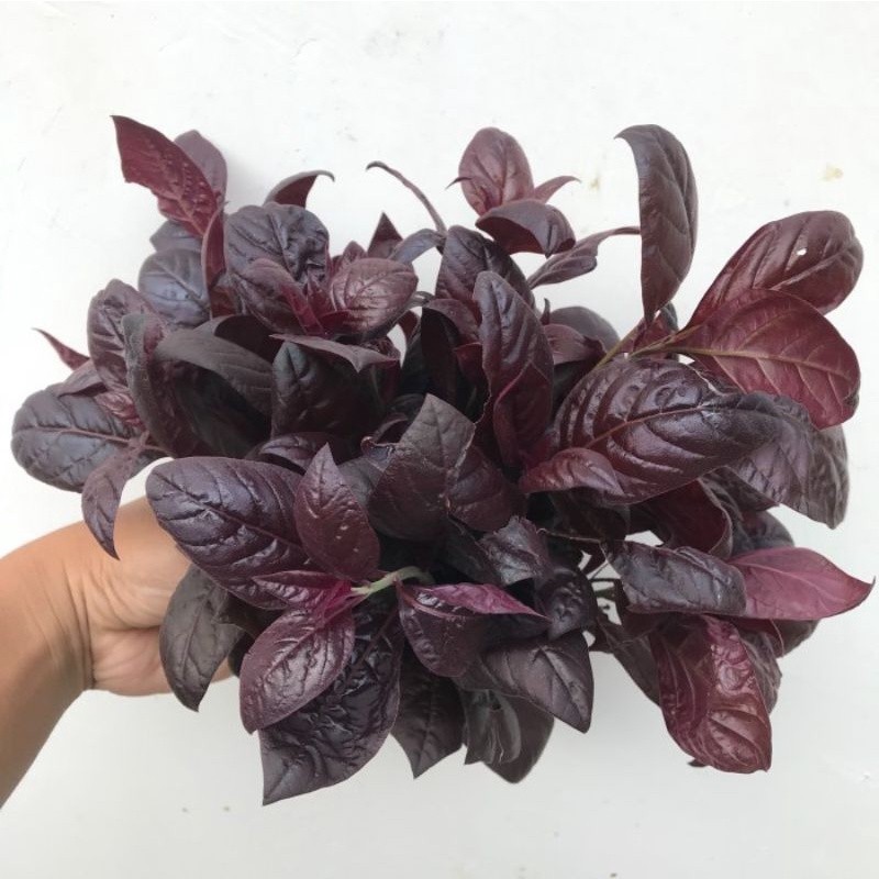 Jual daun handeleum siem daun ungu fresh 1 grm FA | Shopee Indonesia
