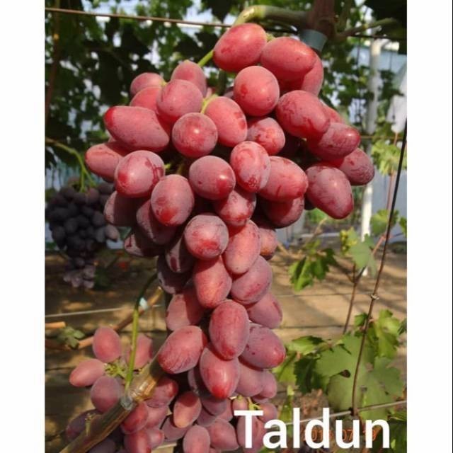 Jual Bibit Anggur Import Taldun - Anggur import unggulan | Shopee Indonesia
