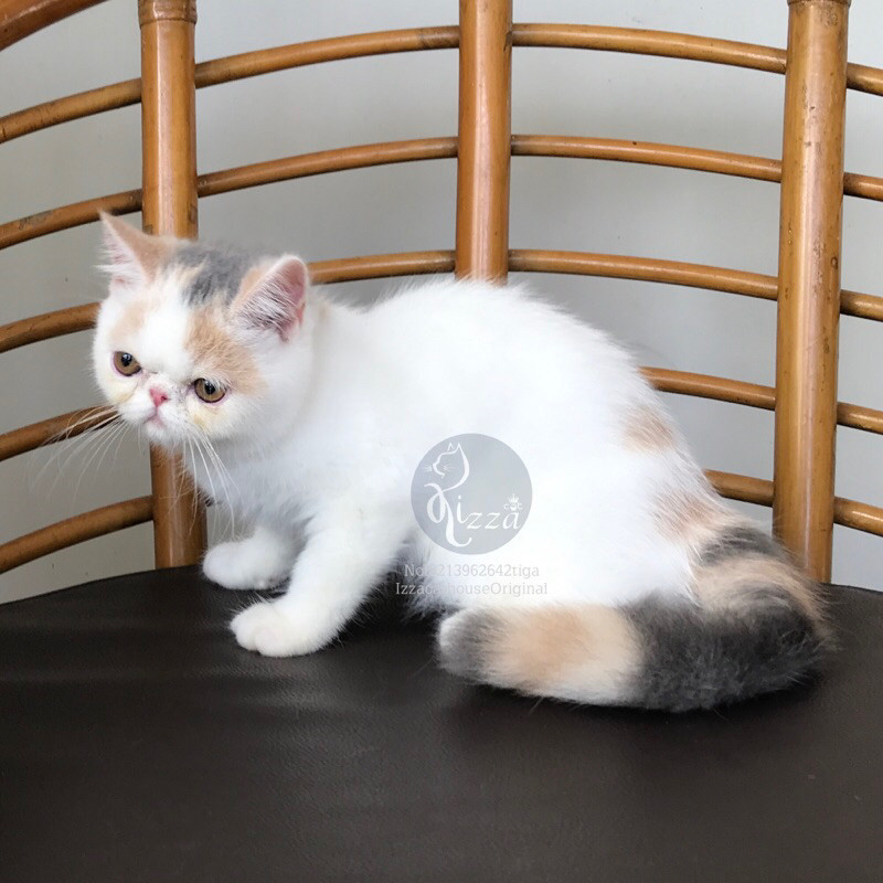 Jual Makanan Kucing ras Exotic Calico dilute | Shopee Indonesia