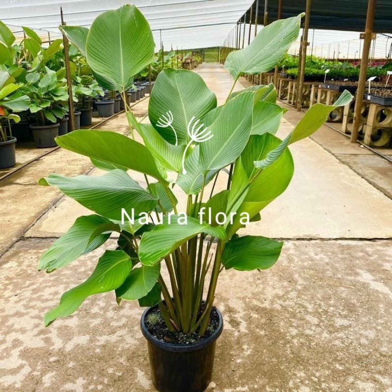 Jual Tanaman hias calathea pisang - pohon pisang calathea tinggi 50 ...