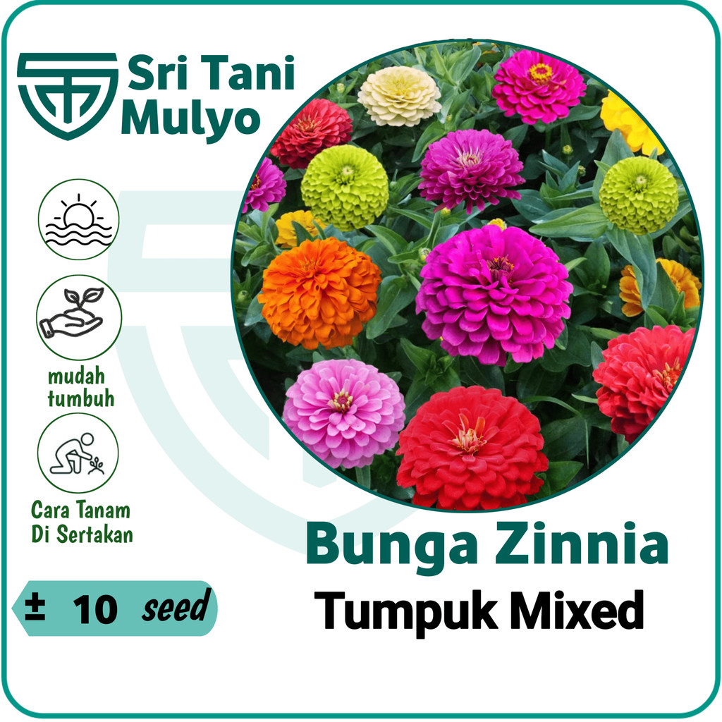Jual 10 Benih Bunga Zinnia Elegans Mix Color Berkwalitas - Sri Tani ...