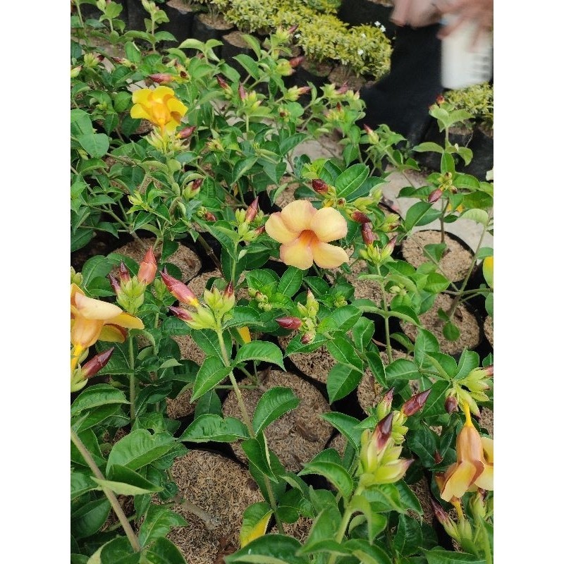 Jual bunga alamanda kuning tanaman hias | Shopee Indonesia