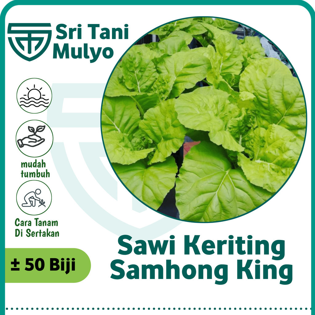 Jual 50 Benih Sawi Keriting SAM HONG KING - Bibit Tanaman Sawi Premium ...
