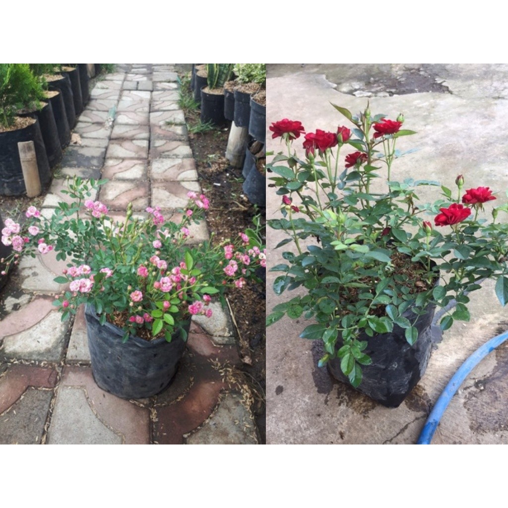 Jual Mawar Mini Babyrose - Tanaman Hias Hidup Mawar Baby ( Sudah ...