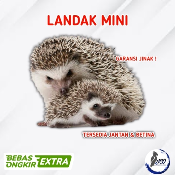 Jual LANDAK MINI JINAK HEDGEHOG LAMIN LANDAK MINI JINAK | Shopee Indonesia