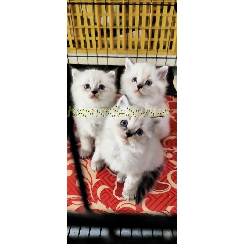 Jual anak kucing persia medium flat peaknose himalaya tabby sealpoint ...