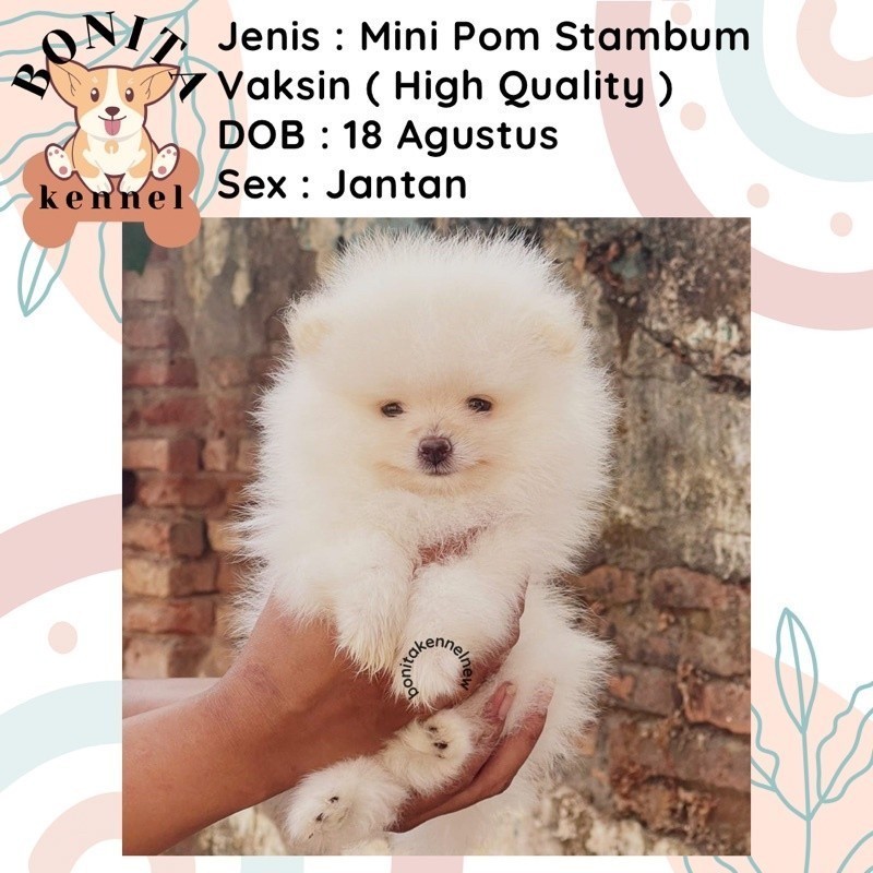 Jual Mini Pom Snow White Particolor Mini Pomeranian Stambum Jantan ...