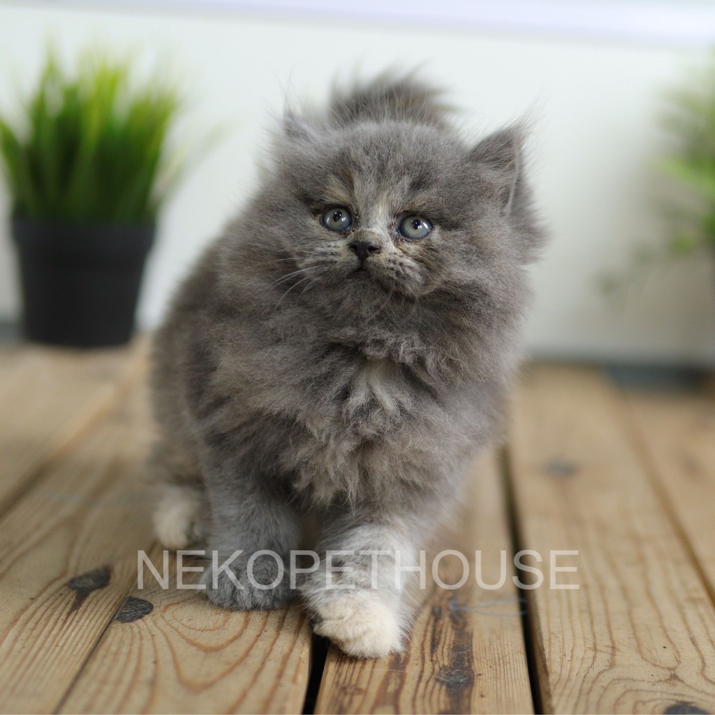 Jual KUCING KITTEN PERSIA LONGHAIR MEDIUM / FLATNOSE / HIMALAYA ...