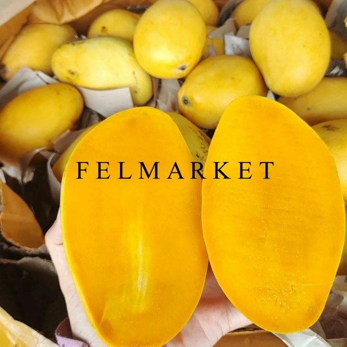 Jual Mangga Thailand Super / Buah Mangga Nam Dok Mai Thailand / Mangga ...