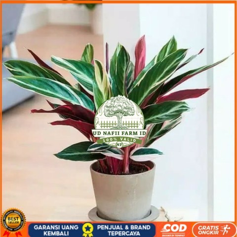 Jual Tanaman Hias Calatea Bali / Meranti Bali Rimbun Asli Bibit Tanaman ...