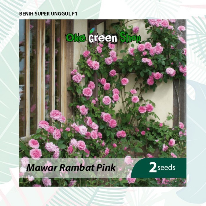 Jual Benih Seribuan - 2 Biji Benih Bibit Bunga Mawar Rambat Pink ...