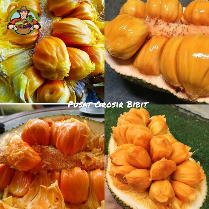 Jual bibit cempedak king | Shopee Indonesia