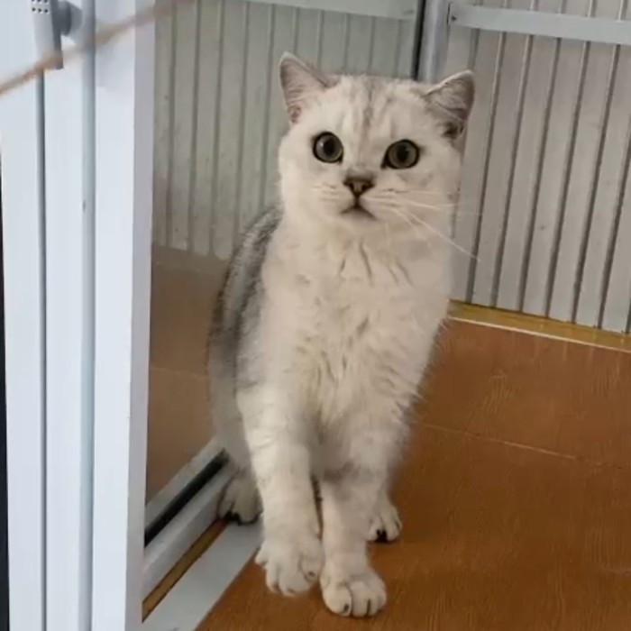 Jual kucing british shorthair bsh cat silver putih non ped jantan male ...