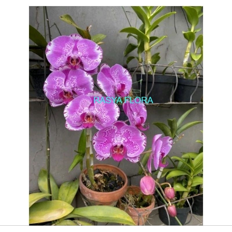 Jual Anggrek dendrobium Hybrid dewasa sudah berbunga / spidle knop ...