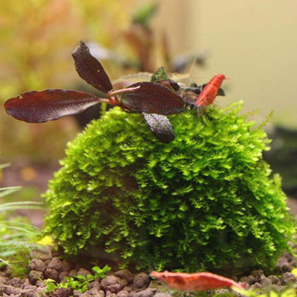 Jual Safe Nutritious Marimo Moss Ball Filter Live Aquarium Plants Fish ...
