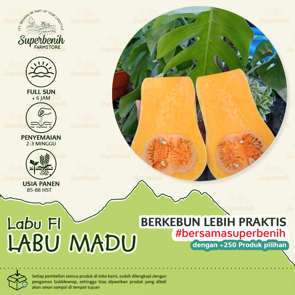 Jual 2 Biji - Benih LABU MADU F1 (Butternut squash) CAP PANAH MERAH ...