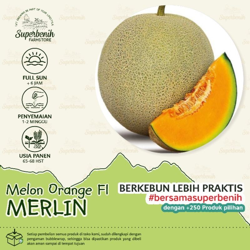 Jual 3 Biji - Benih Melon orange MERLIN F1 dan JUMBO F1, daging buah ...